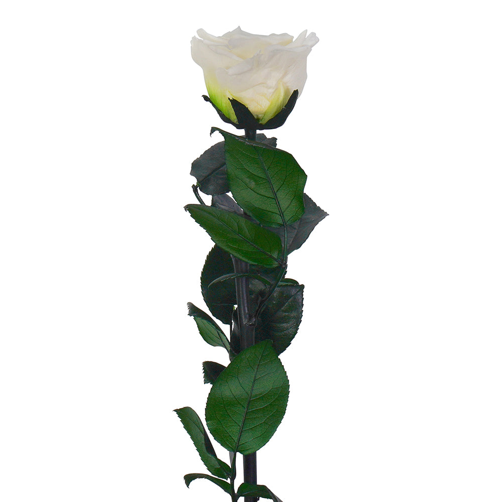 Long Stem Rose — BT Shalom